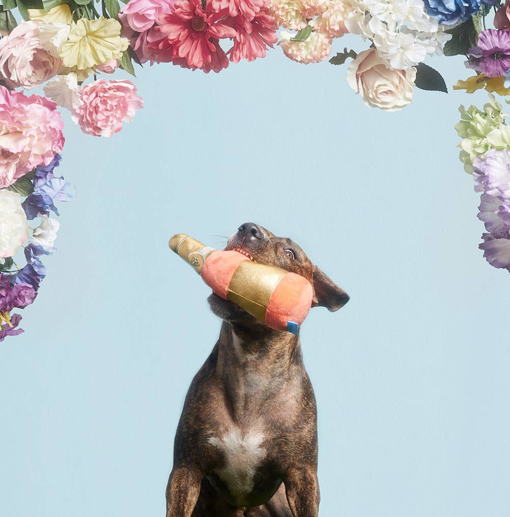 BARK All Day Rosé – Jeffries General